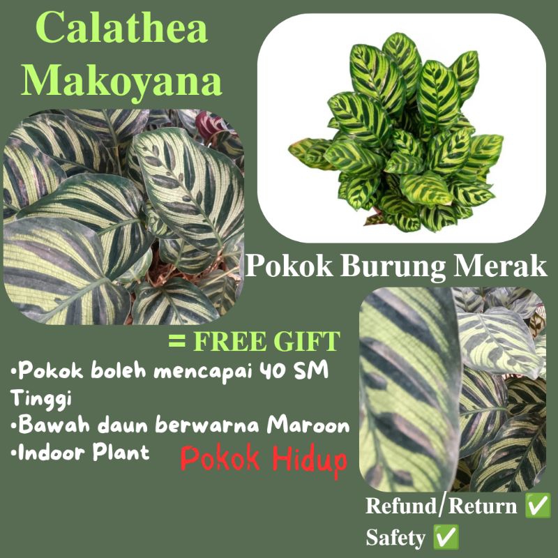 Calathea Makoyana Pokok burung merak Pokok Hidup 𝐁𝐚𝐜𝐚 𝐃𝐞𝐬𝐜𝐫𝐢𝐩𝐭𝐢𝐨𝐧 ...