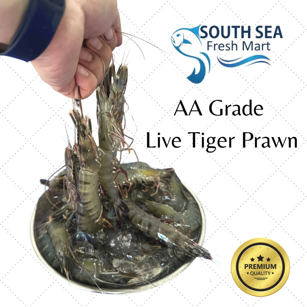 AA+ Grade Live Fresh Tiger Prawn (500g per pkt) | South Sea | Shopee ...