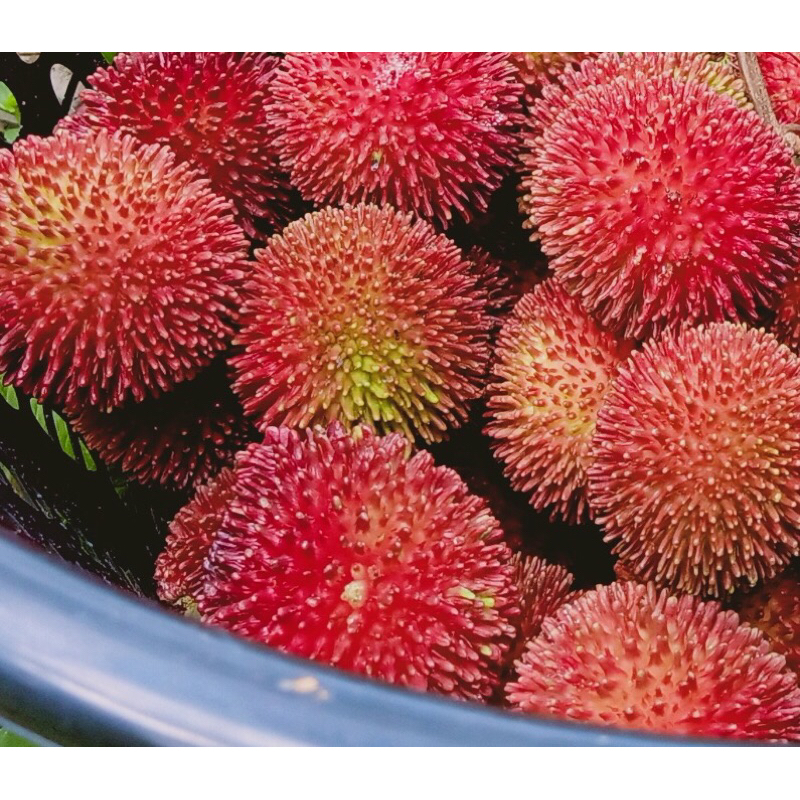 Buah Pulasan Segar/Fresh Dari Dusun - 1kg | Shopee Malaysia