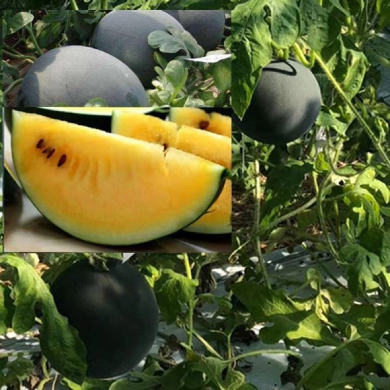 6 Biji Benih Tembikai Kuning Oren Hybrid / F1 Yellow Watermelon Seeds ...