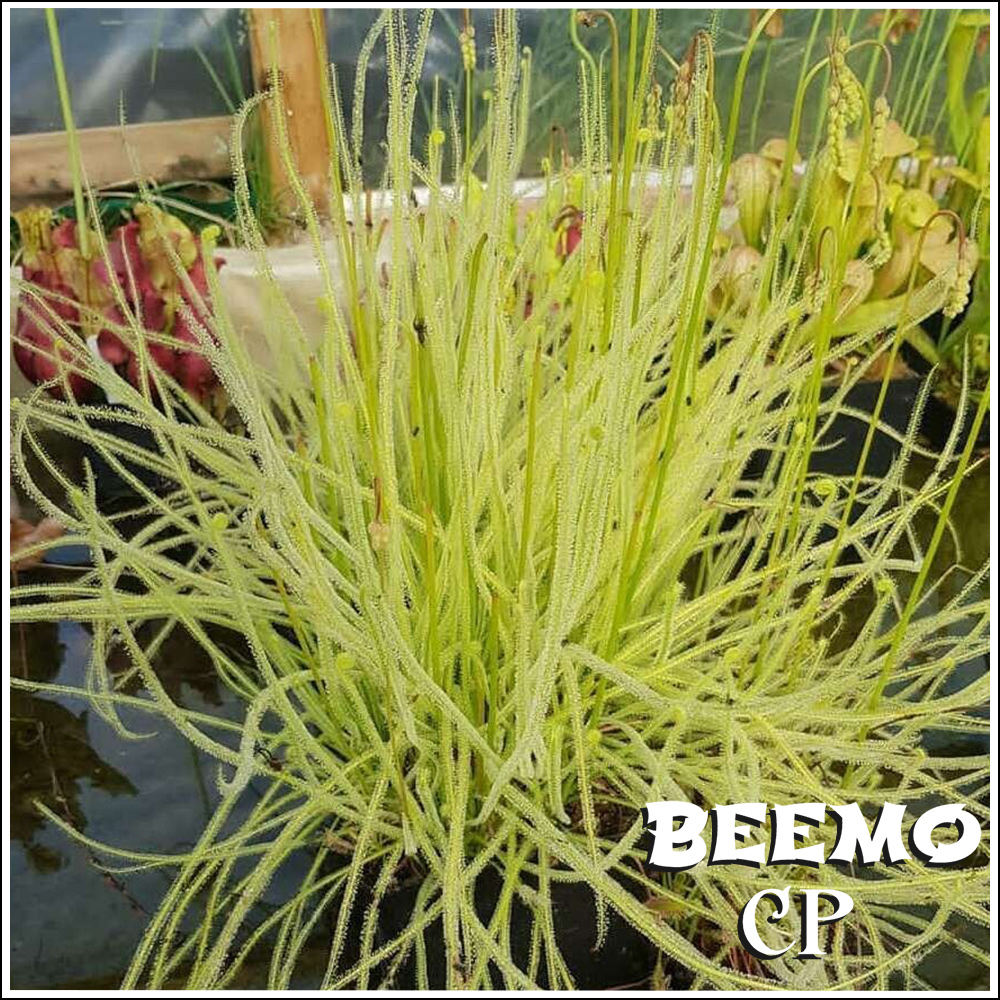 Drosera Filiformis Tracyi - Carnivorous Plant | Shopee Malaysia