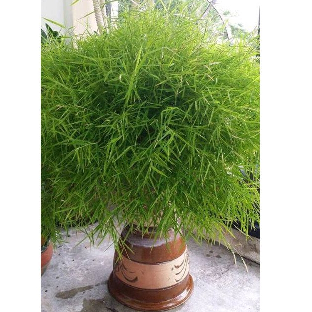 Pokok Buluh Perindu / Bambusa Magica / Buluh Malam | Shopee Malaysia