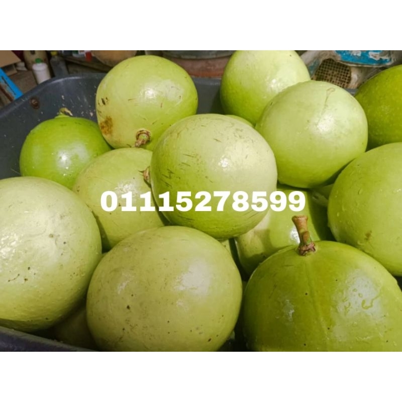 buah maja buah Labu Kayu segar ubat tradisi Dipercayai ubat cancer atau ...