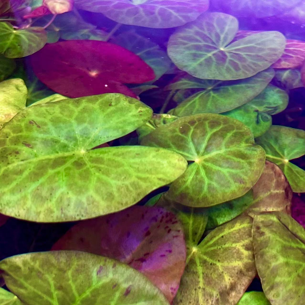 [Aquatic Plant] ADA Red Lotus Nymphaea sp Peru-puerto Maldonado Peru ...