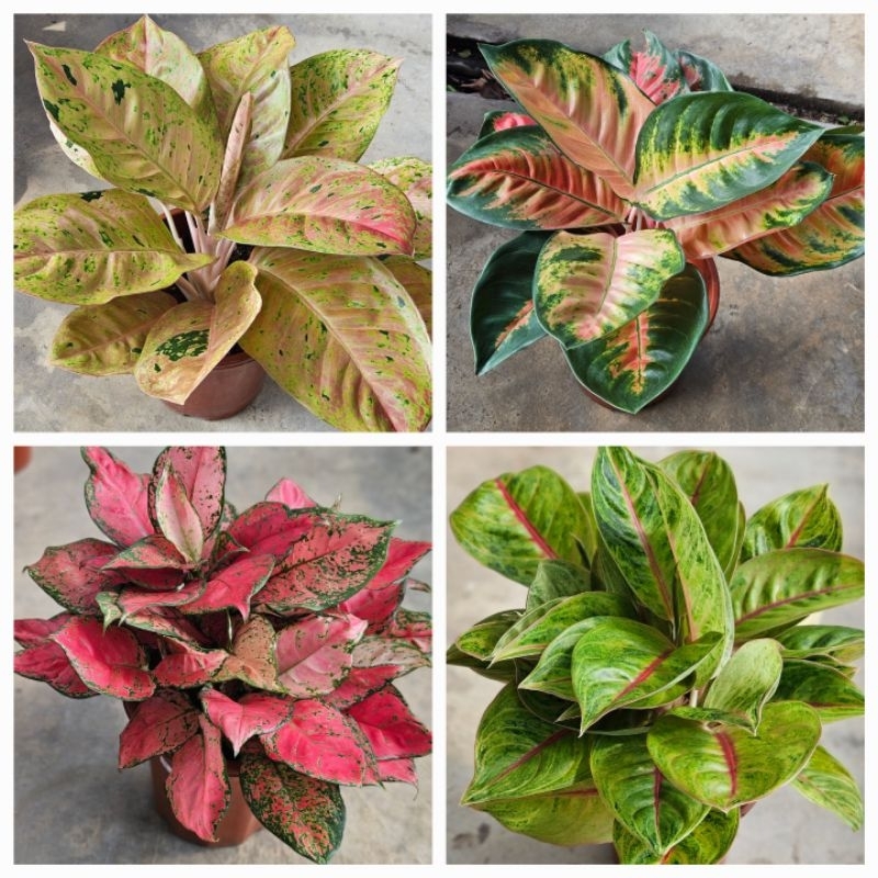 AGLAONEMA INDUK*POKOK BESAR*NEW STOCK*SOMBAT*GOLDENSIAM*SULTANBRUNEI ...