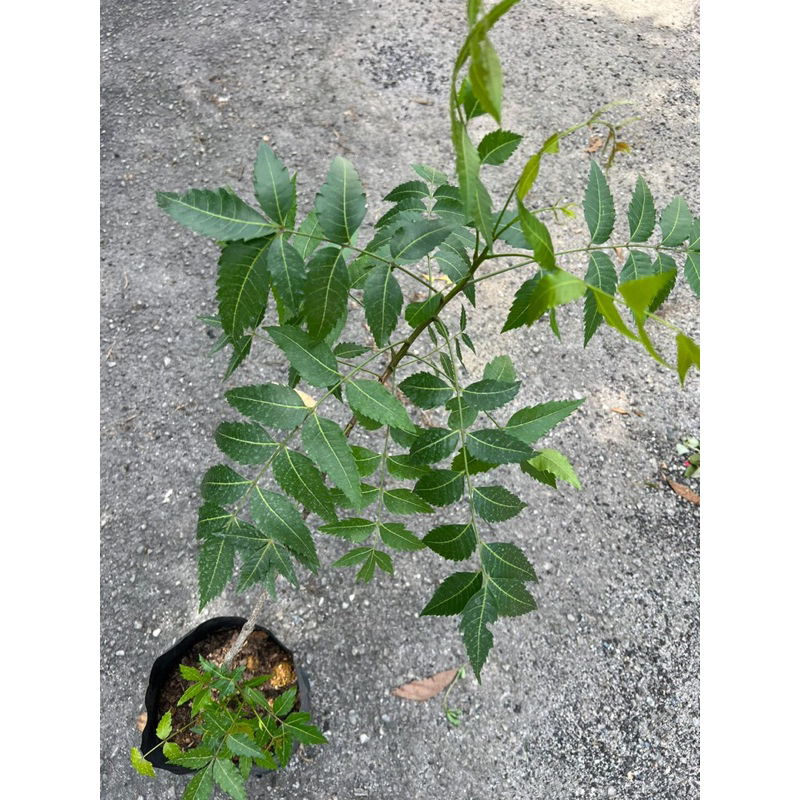 Pokok Semambu Besar dan Tinggi | Shopee Malaysia