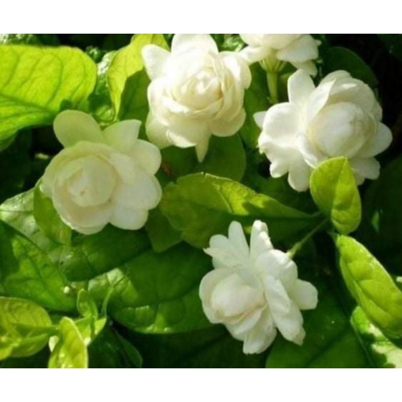 anak pokok melur rose @ Duke of tuscany | Shopee Malaysia