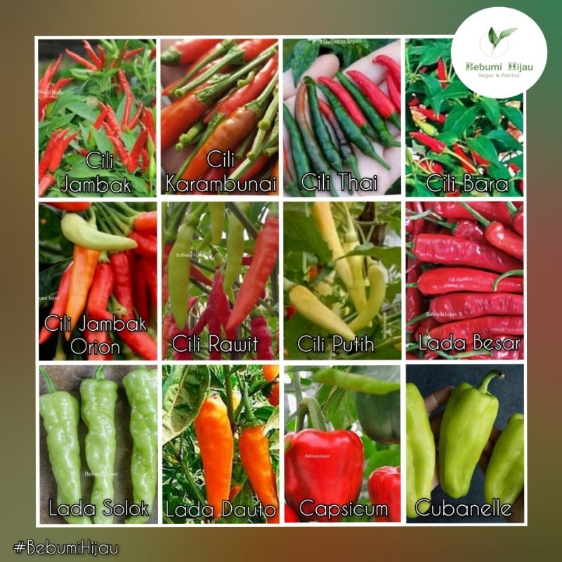 30 Jenis biji benih MALAYSIA CILI PADI LADA seeds chilies seed lada ...