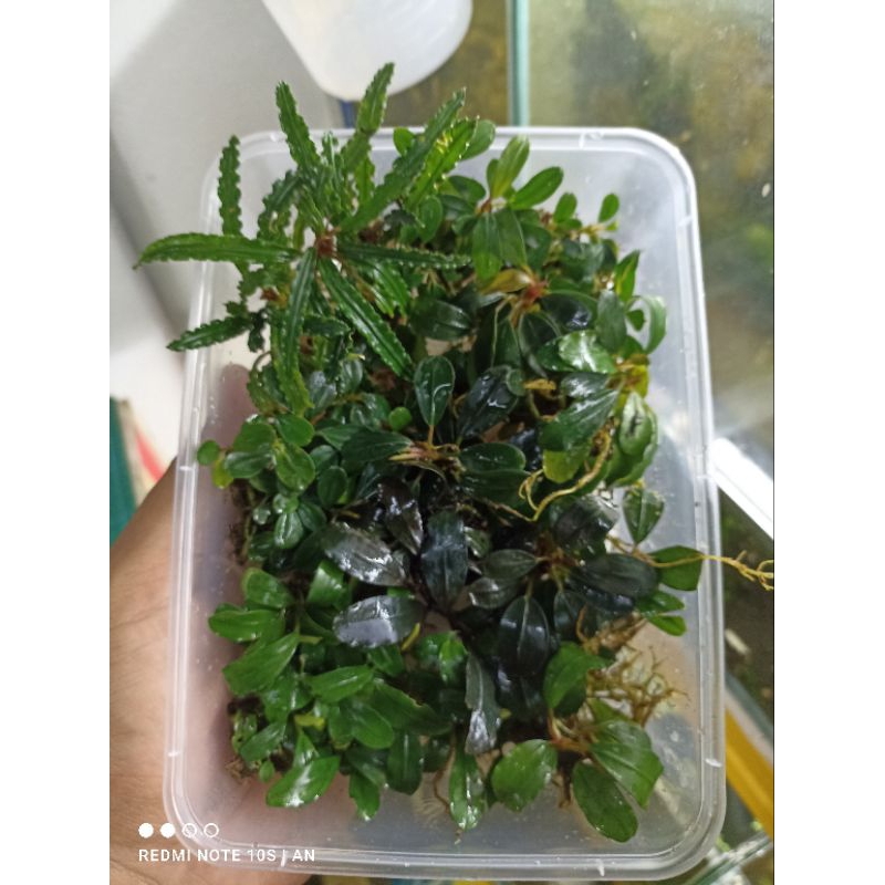mixed supermini/mini/medium bucep | Shopee Malaysia