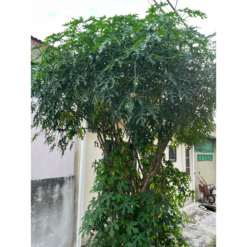 Ajinomoto Ubi / Chaya / Pokok Ulam Sedap / Tak Pahit | Shopee Malaysia