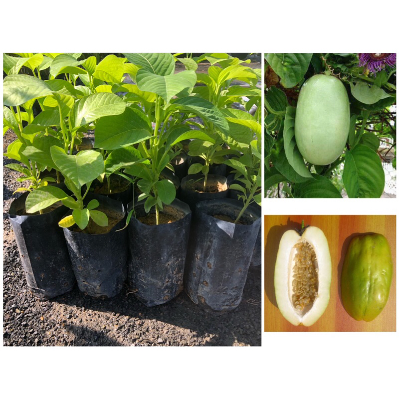 Anak pokok markisa jumbo/markisa giant | Shopee Malaysia