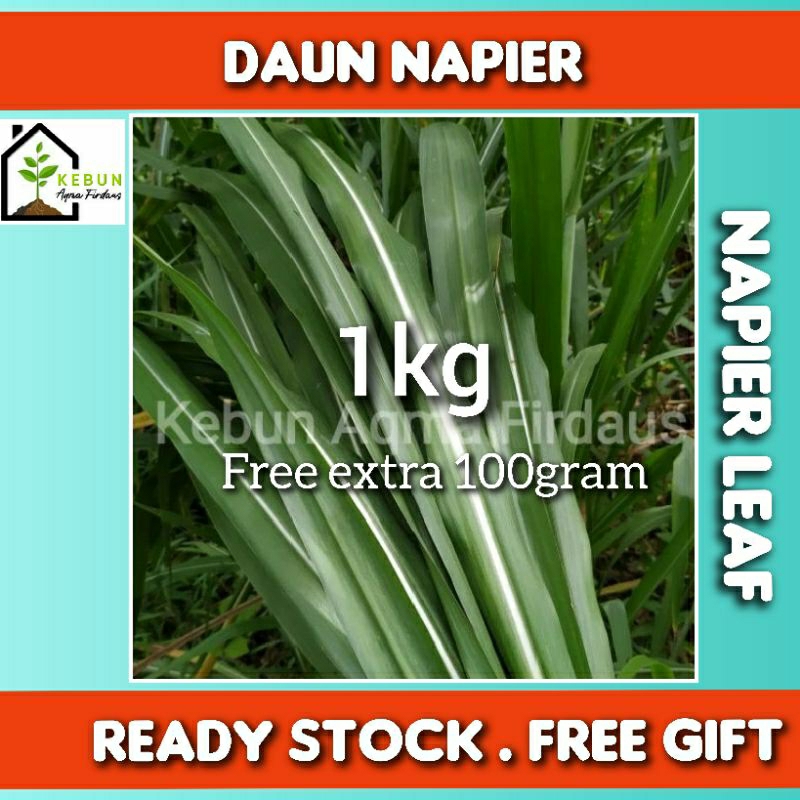 (+100g FREE ) DAUN SEGAR NAPIER INDIA UNTUK ARNAB / GUINEA PIG MARMUT ...