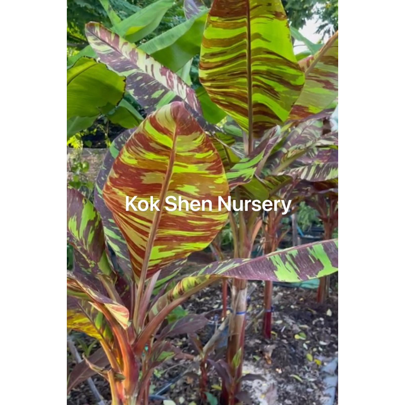 Musa Flower Banana/Musa Tiger Flower Banana/Bunga Hidup | Shopee Malaysia