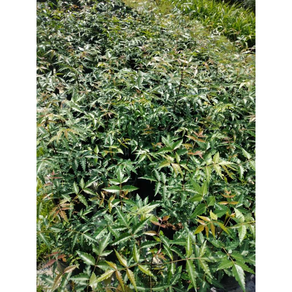 POKOK NEEM / POKOK SEMAMBU / BANYAK GUNANYA | Shopee Malaysia