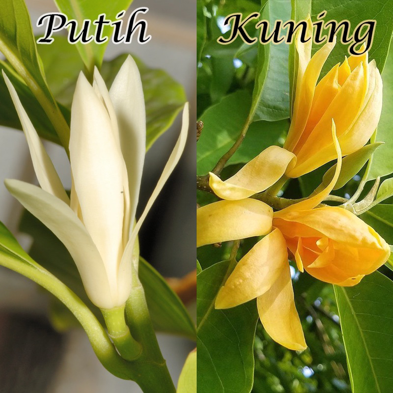 1 keratan bunga Cempaka Wangi Magnolia Cutting | Shopee Malaysia