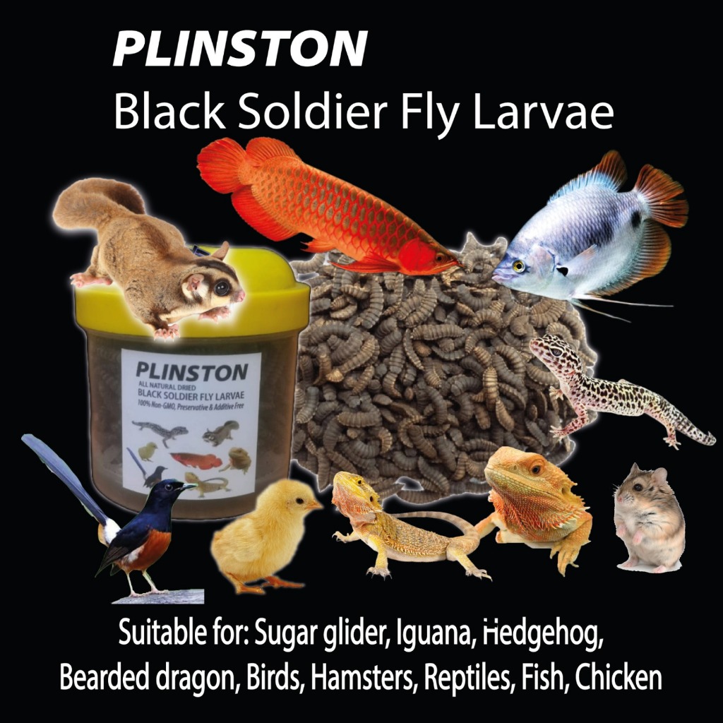 PLINSTON Sugar Glider Food Black Soldier Fly Larvae BSFL Super Food ...