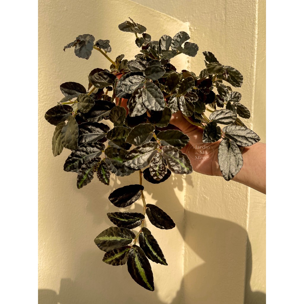 RARE Trailing Watermelon Begonia Red Form, Pellionia repens Watermelon ...