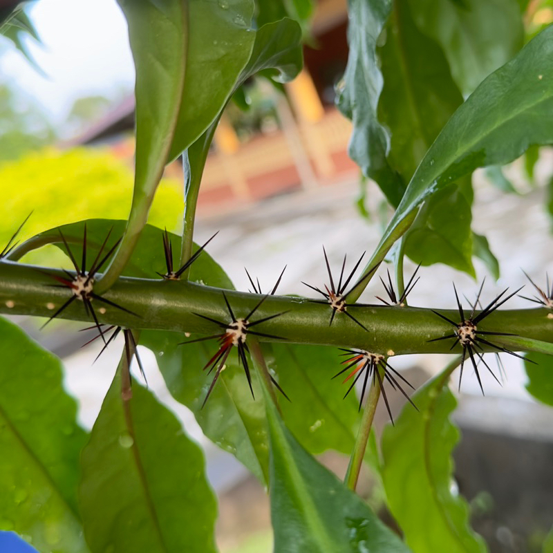 Daun Tujuh Jarum by Hazirah Maulana | Shopee Malaysia