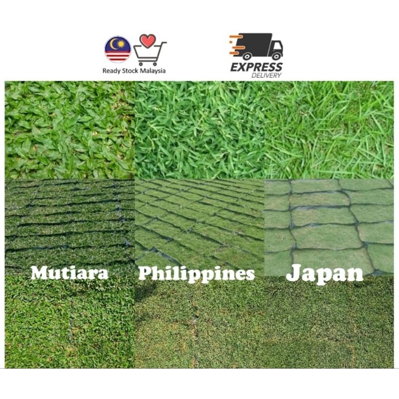 Rumput karpet hidup Japanese grass Philippines grass pearl grass 草 ...