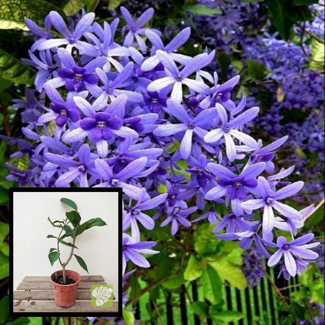 Sandpaper Vine Flower Real Live Plant 蓝花藤 Petrea volubilis IOB | Shopee ...