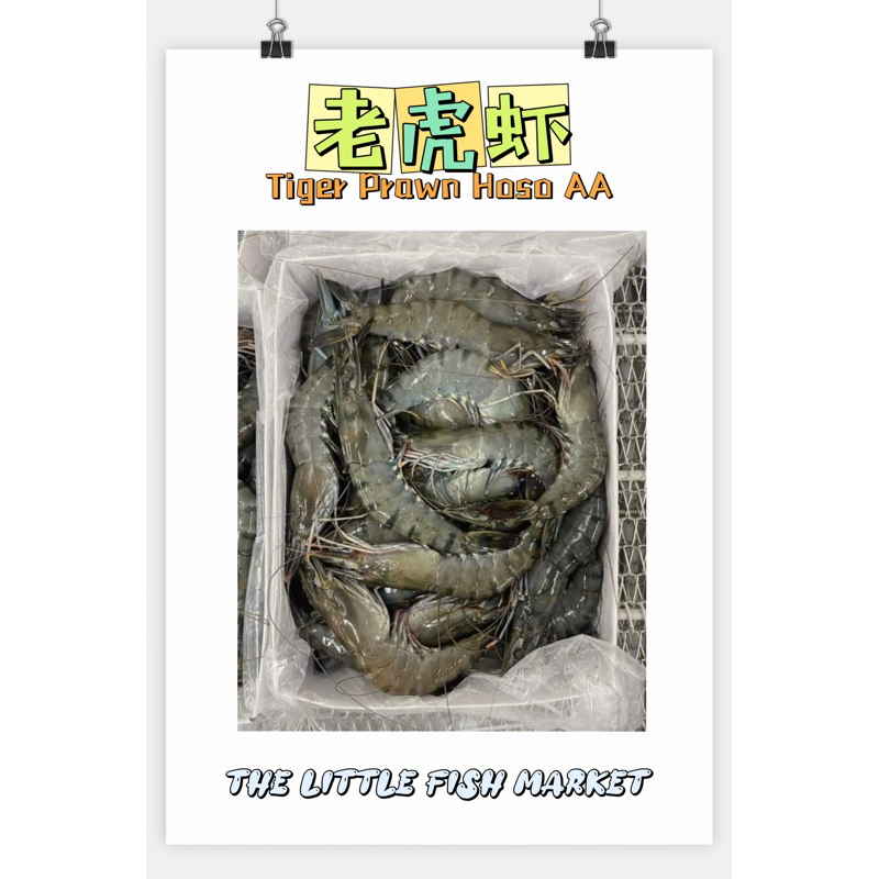 PENANG ONLY - Tiger Prawn / Udang Harimau 老虎虾 650gram | Shopee Malaysia