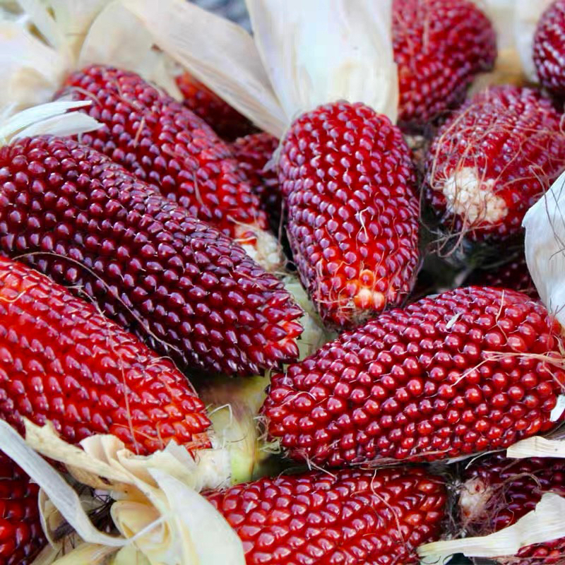 Mini Sweet Corn | Red Strawberry Corn Yellow Pineapple Corn / Premium ...
