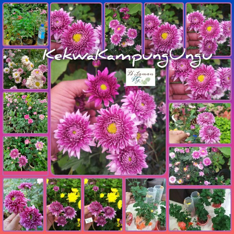 KEKWA KAMPUNG UNGU (PURPLE) pokok induk besar berkudup berbunga - super rare! bunga besar tahan ...