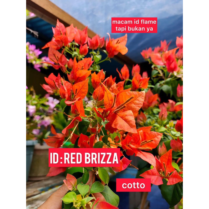 Bunga kertas Fire opal red brizza flame Bougainvilleafireopal #flame # ...