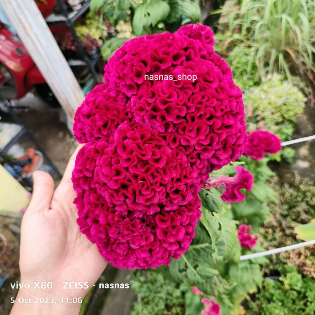 Biji Benih Bunga Balung Ayam Giant Flower Seed Celosia Giant Cockscomb ...
