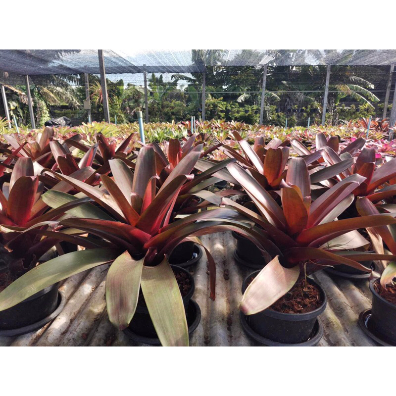 Alcantarea Merlot ( 積水风梨/bromeliad ) | Shopee Malaysia