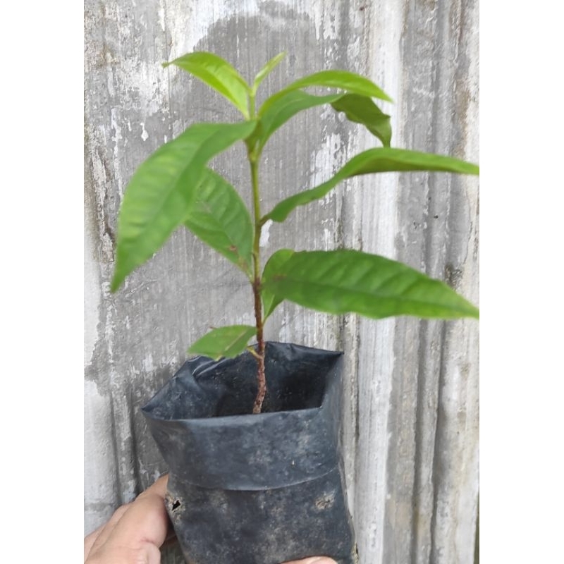 Anak Pokok Salam/Serai Kayu. | Shopee Malaysia