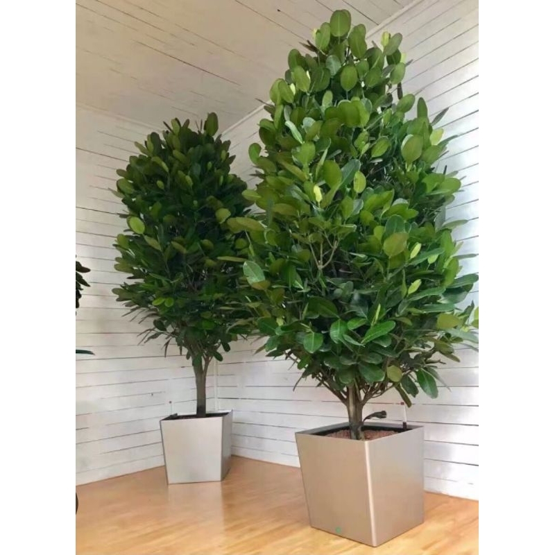 🤪CRAZY SALES 🤪👉 Gracinia Subelliptica Happiness Tree | Shopee Malaysia
