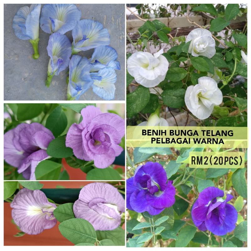 BIJI BENIH BUNGA TELANG PELBAGAI WARNA | Shopee Malaysia