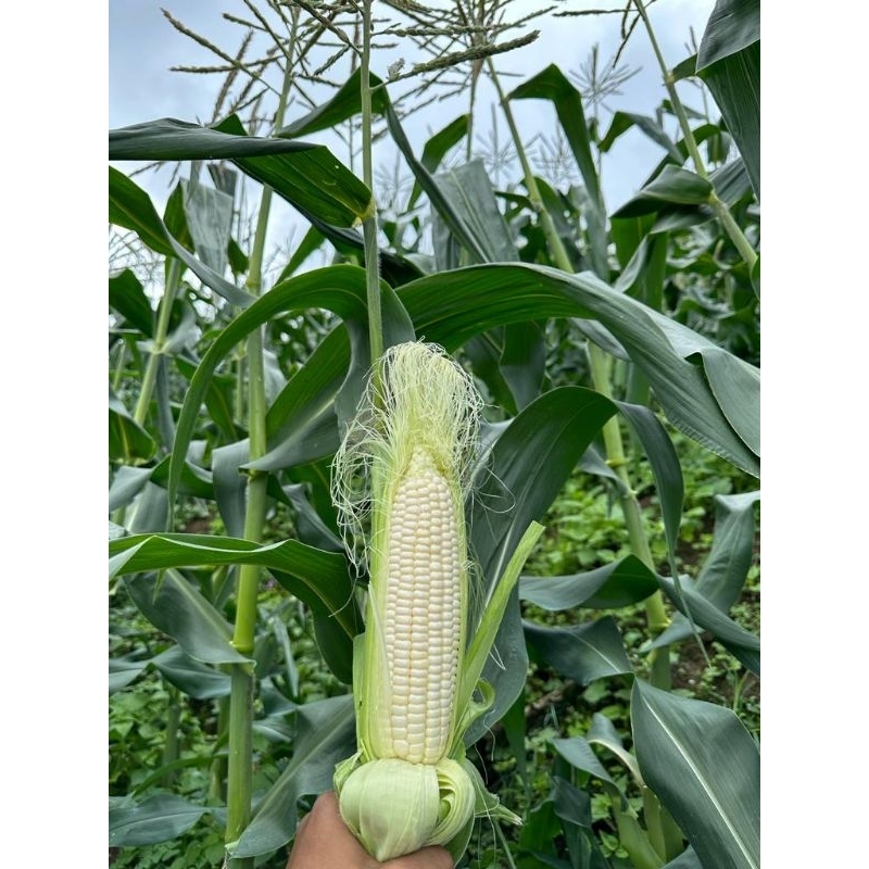 NEW ITEM‼️ ORIGINALS Jagung Susu Cameron Highlands🌽🌽 Grade “AA” Direct ...