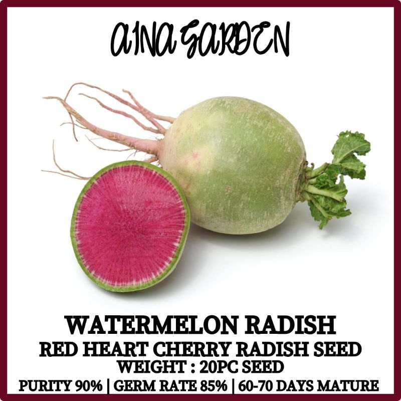 HSK [20pc] ROUND RED HEART CHERRY RADISH SEED | WATERMELON RADISH ...