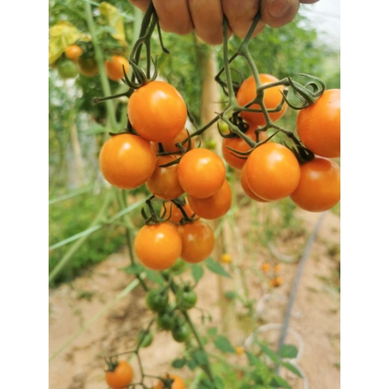 Orange Color Cameron highlands soil planting Cherry Tomatos Super super ...
