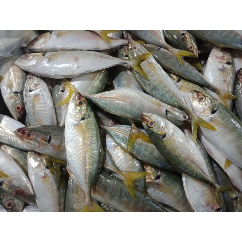 Sekinchan Local Ikan Kembong ｜ 适耕庄本地甘望鱼 | Shopee Malaysia