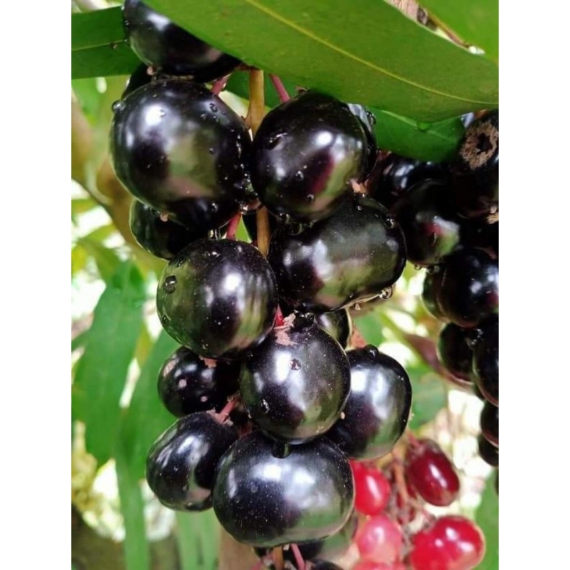 Pokok Buah Chamaliang manis Lepisanthes fruticosa luna nut Balinawnaw ...