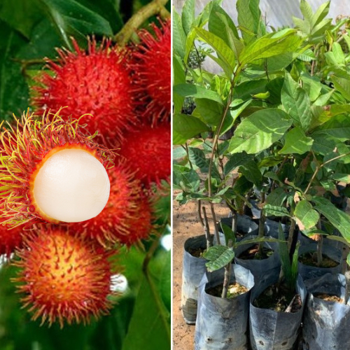 Anak Pokok Rambutan / Anak Sekolah / Hybrid / Cepat Berbuah | Shopee ...