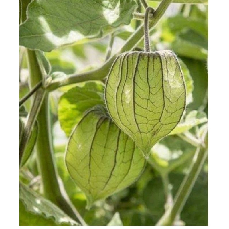 7 Pokok Letup Letup.pokok letup² ubat stroke.gout.darah tunggu ...