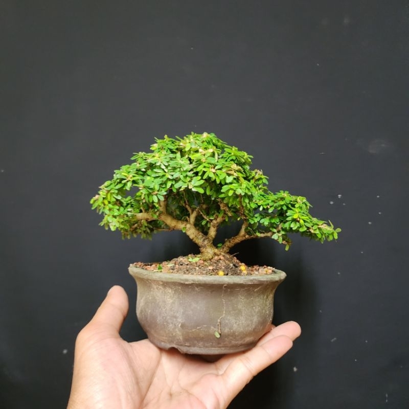 bonsai stock bluebell micro Desmodium Unifoliatum Blue Bell Linh Sam ...