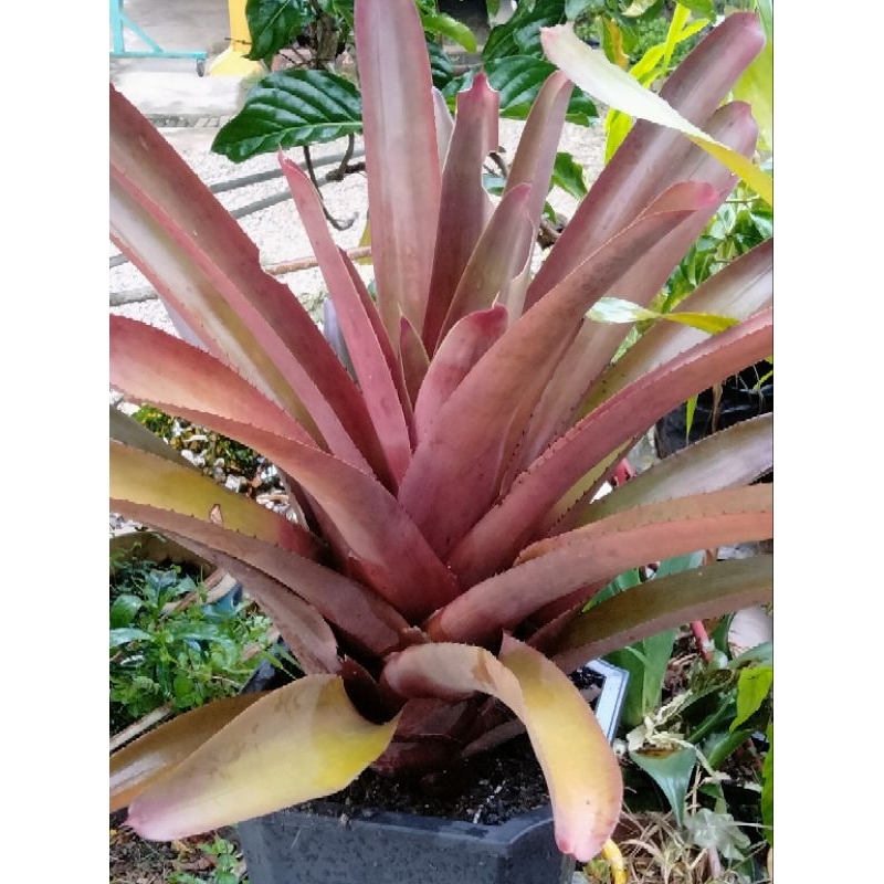 bromeliad red sunking rubra(anak) | Shopee Malaysia