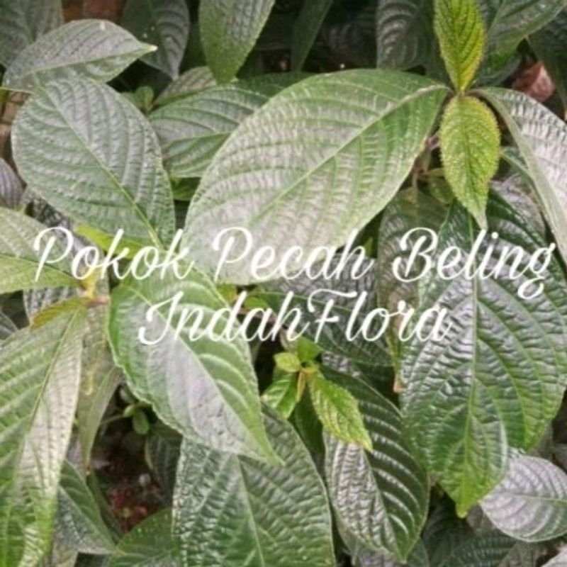 Daun pecah beling pecah kaca pecah batu | Shopee Malaysia