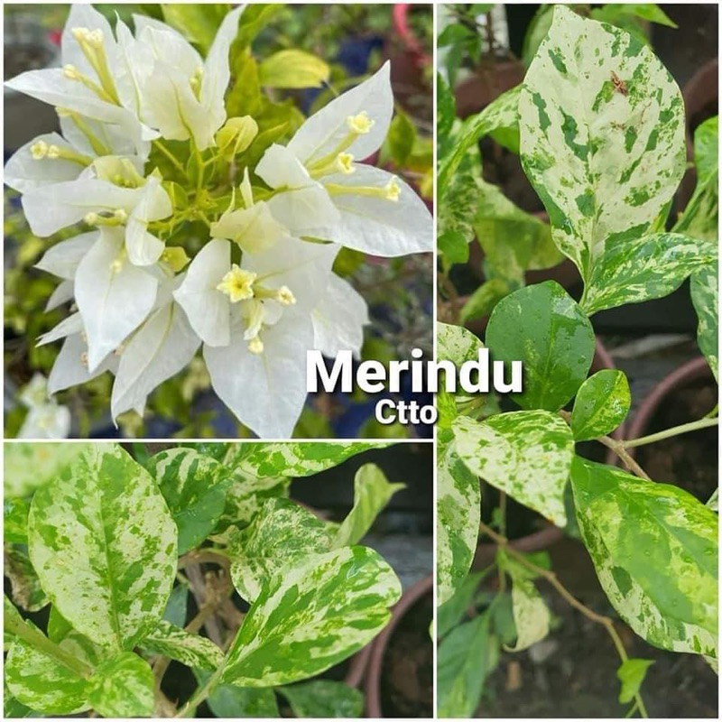 Bunga Kertas Id Merindu | Shopee Malaysia