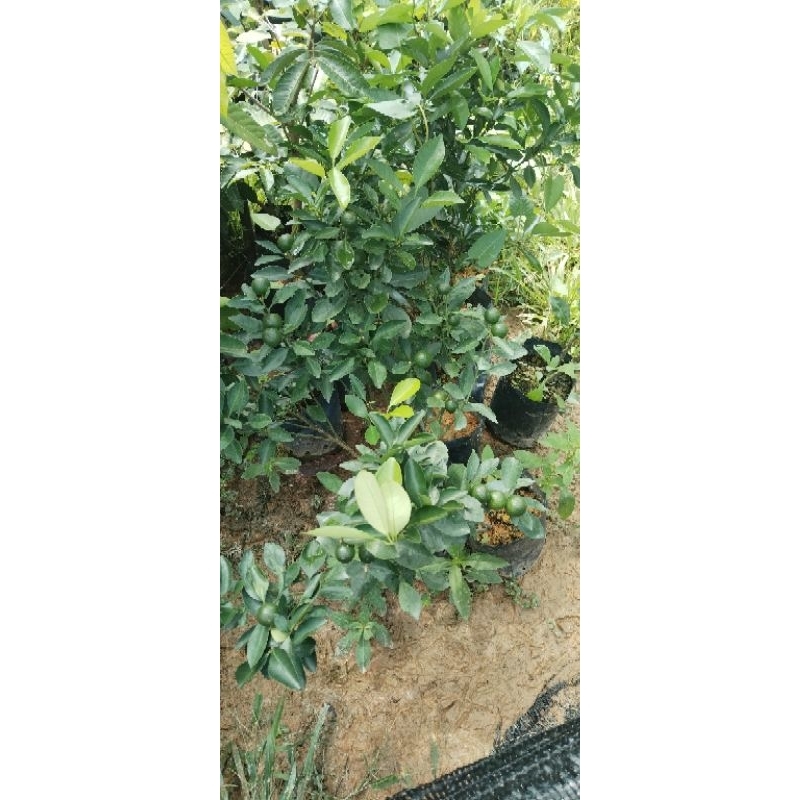 Pokok Limau Kasturi Jumbo Buah Saiz Besar | Shopee Malaysia