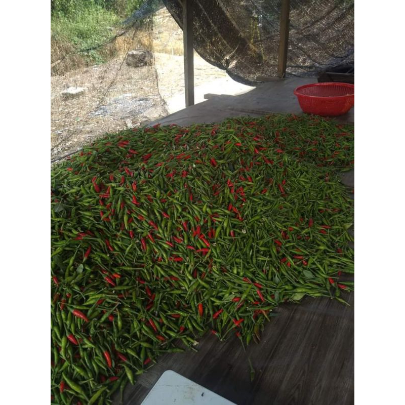 Cili Api bara segar pedas meletop | Shopee Malaysia