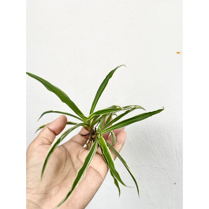 Anak Pokok Spider Plant | Spiderettes | Indoor Pl | Hanging Plant ...