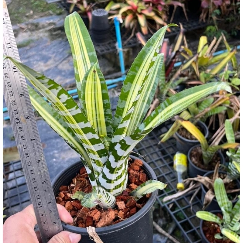 Bromeliad Aechmia samurai | Shopee Malaysia