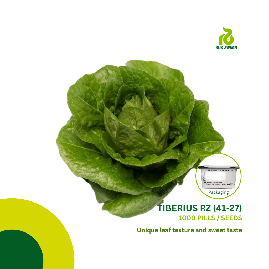 Rijk Zwaan TIBERIUS RZ (41-27) Biji Benih Salad Cos | Lettuce Cos Seeds ...