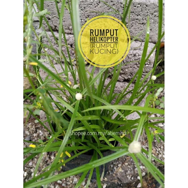 Rumput Helikopter/ Pendul/ Rumput Mata Lalat/ Rumput Kucing **dalam ...